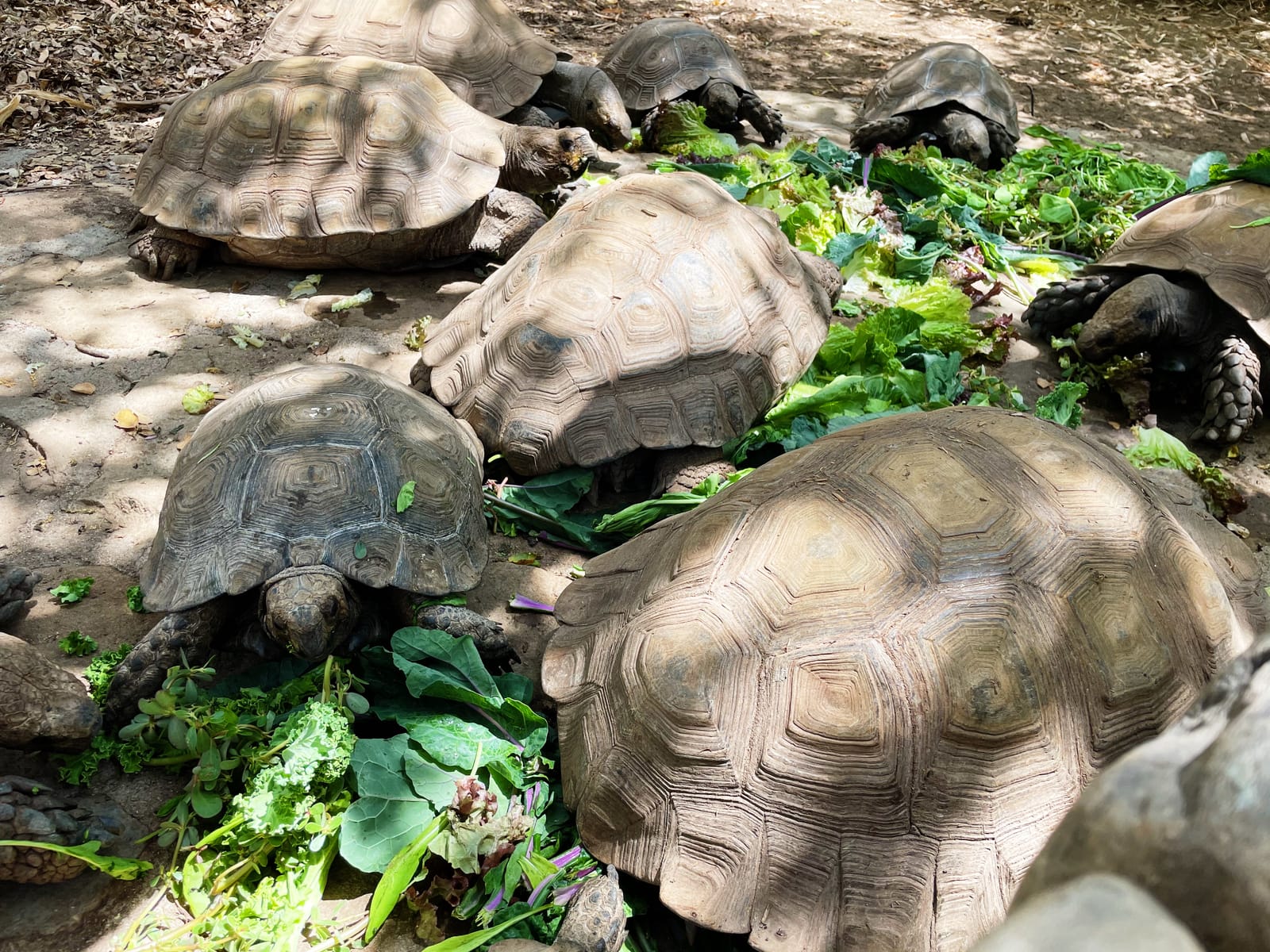 have you even ever had a pancake? - Alison Roman